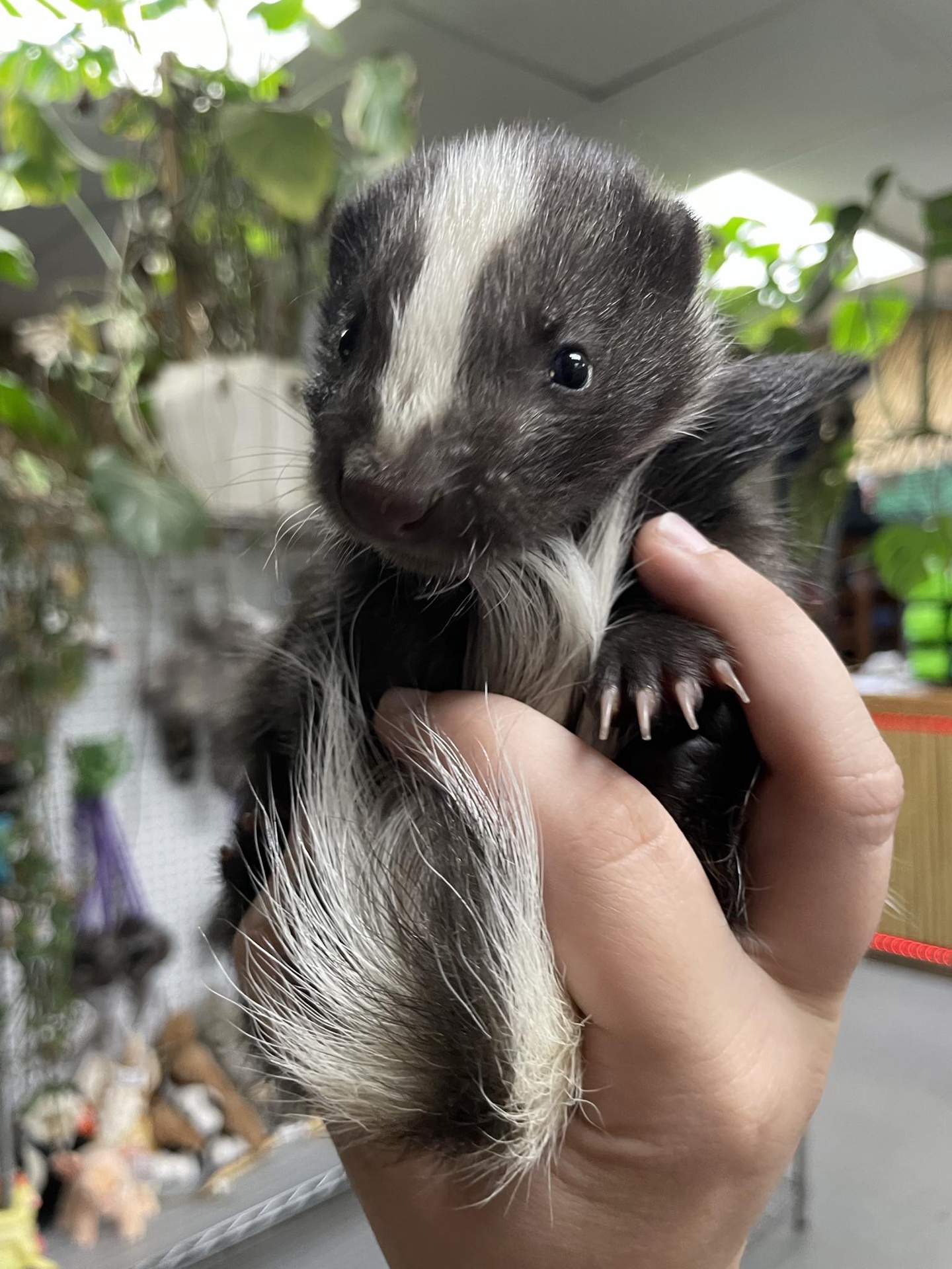 Badger Face Chocolate Male Skunk - Terra Exotica Pets